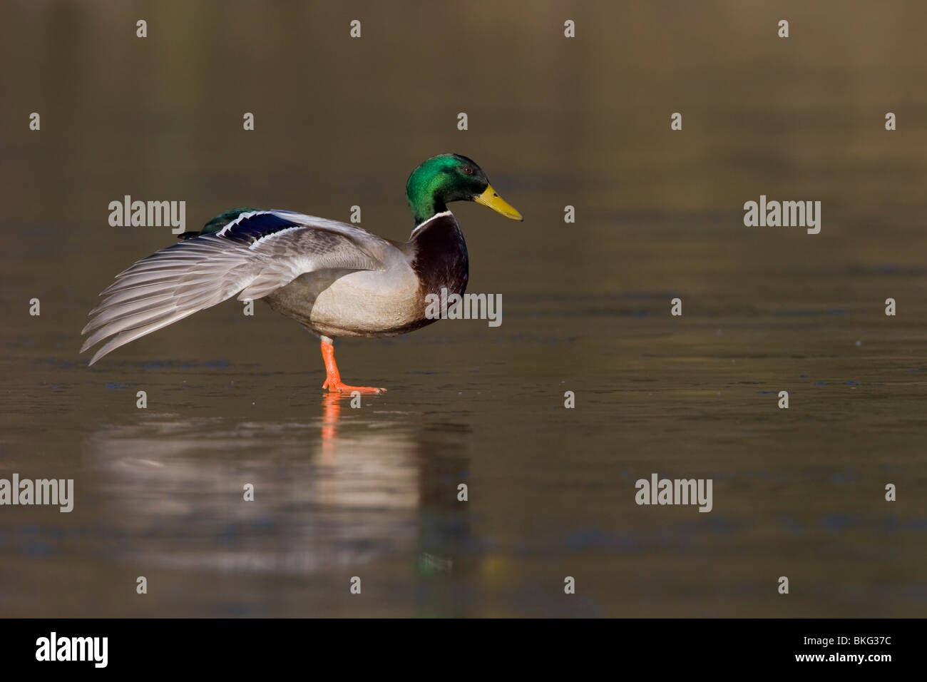 Wing stretching male Mallard Stock Photo - Alamy