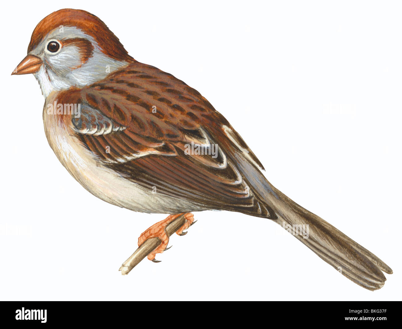 Field sparrow Cut Out Stock Images & Pictures - Alamy