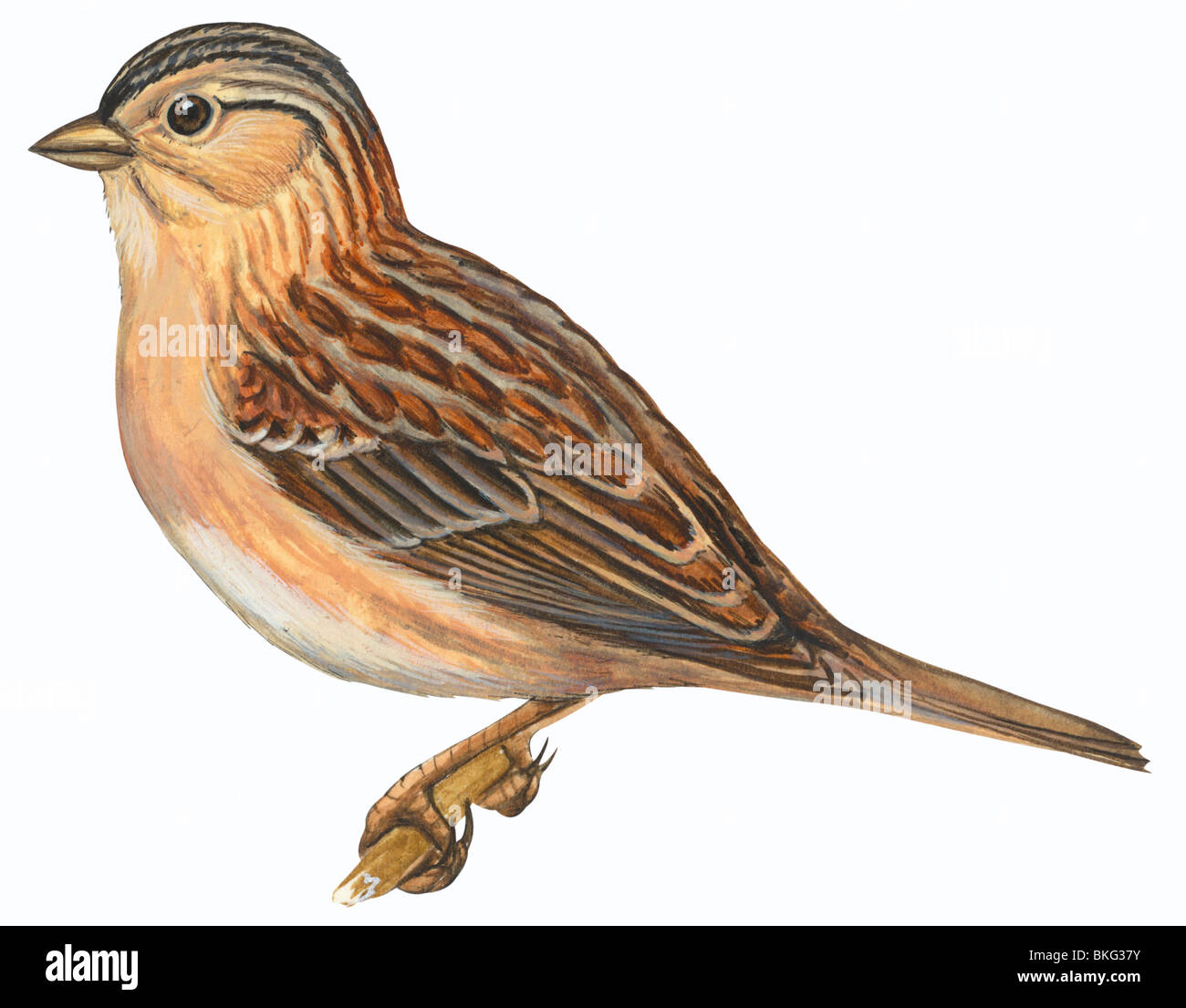 Illustration of a grasshopper hi-res stock photography and images - Alamy