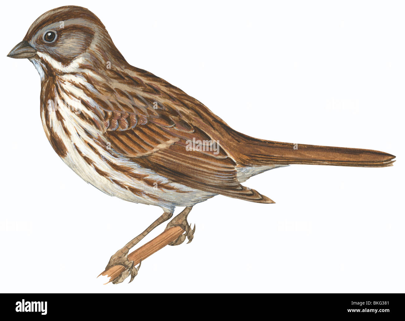 Ornithological taxonomy hi-res stock photography and images - Alamy