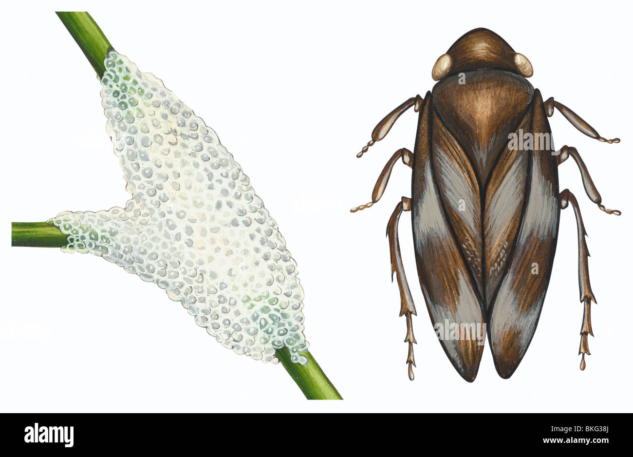 Meadow spittlebug illustrations animals insects hi-res stock ...