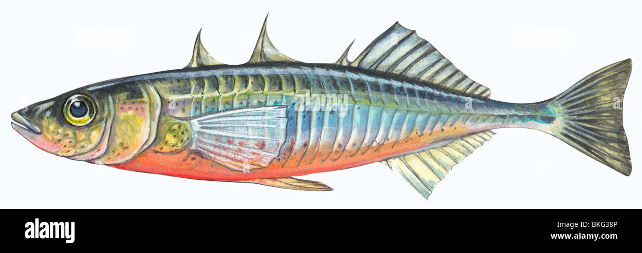 Unarmored Threespine Stickleback Gasterosteus Aculeatus W 12 Elegant