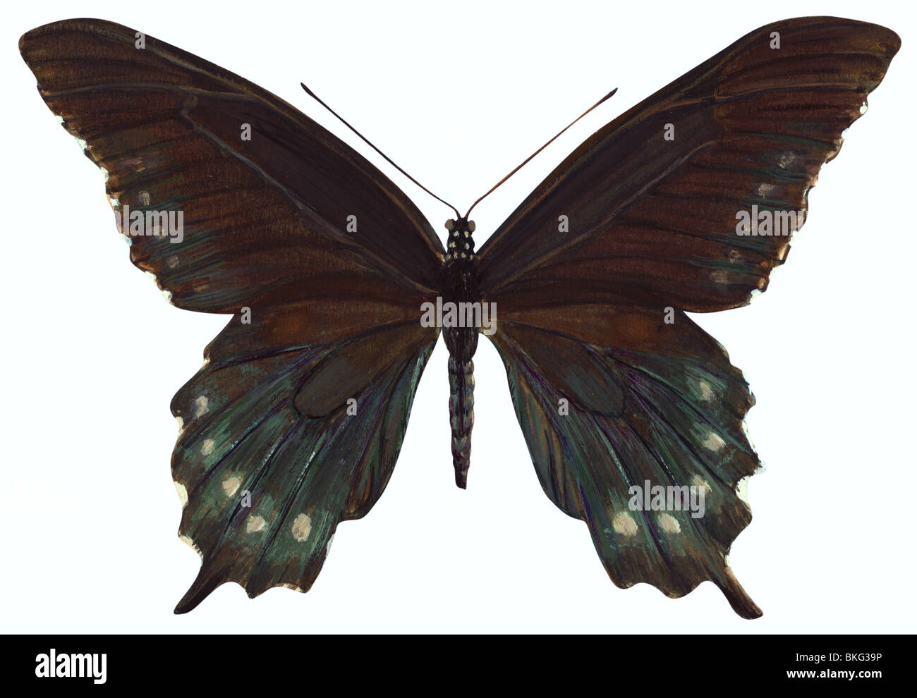 Butterfly art hi-res stock photography and images - Alamy