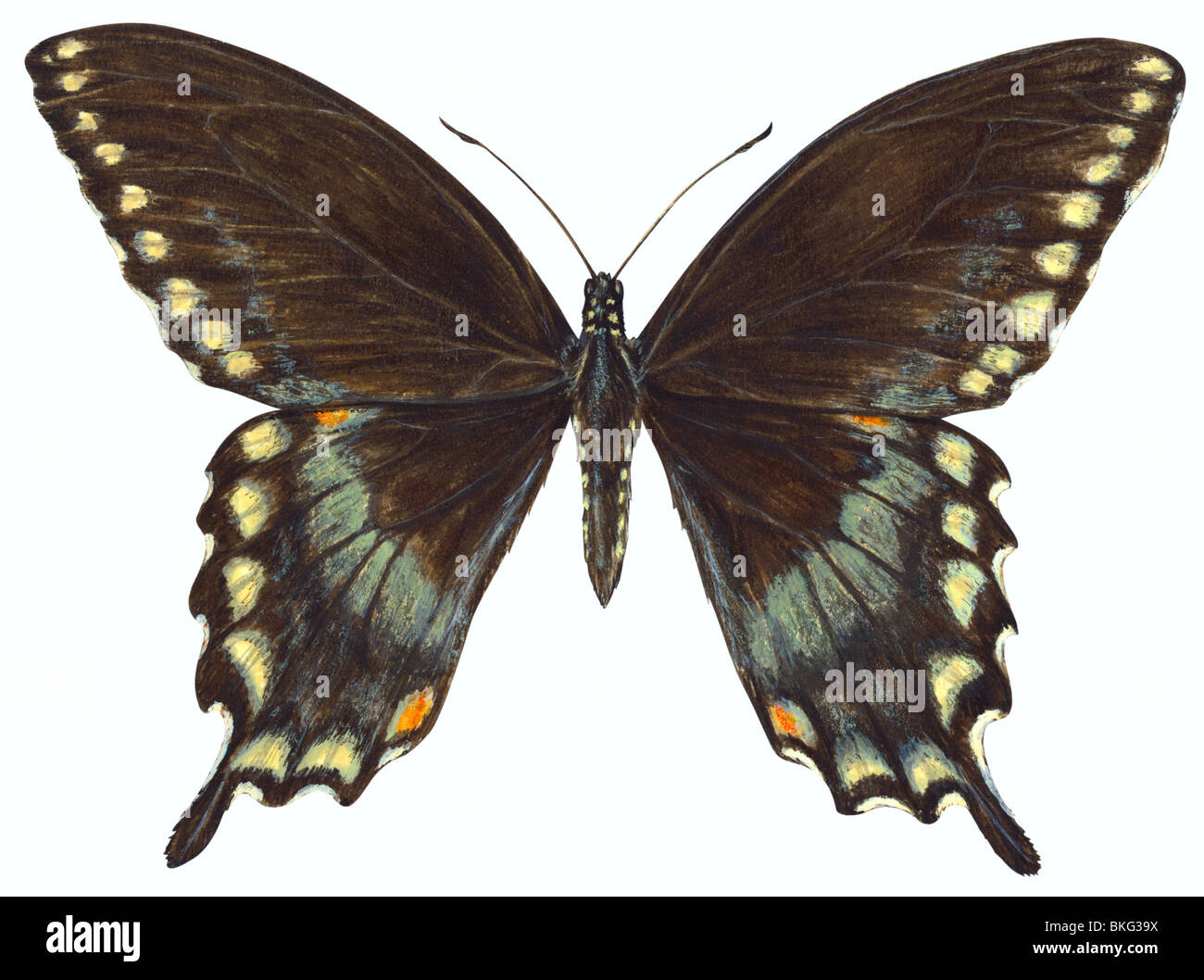 Spicebush swallowtail butterflies Cut Out Stock Images & Pictures - Alamy