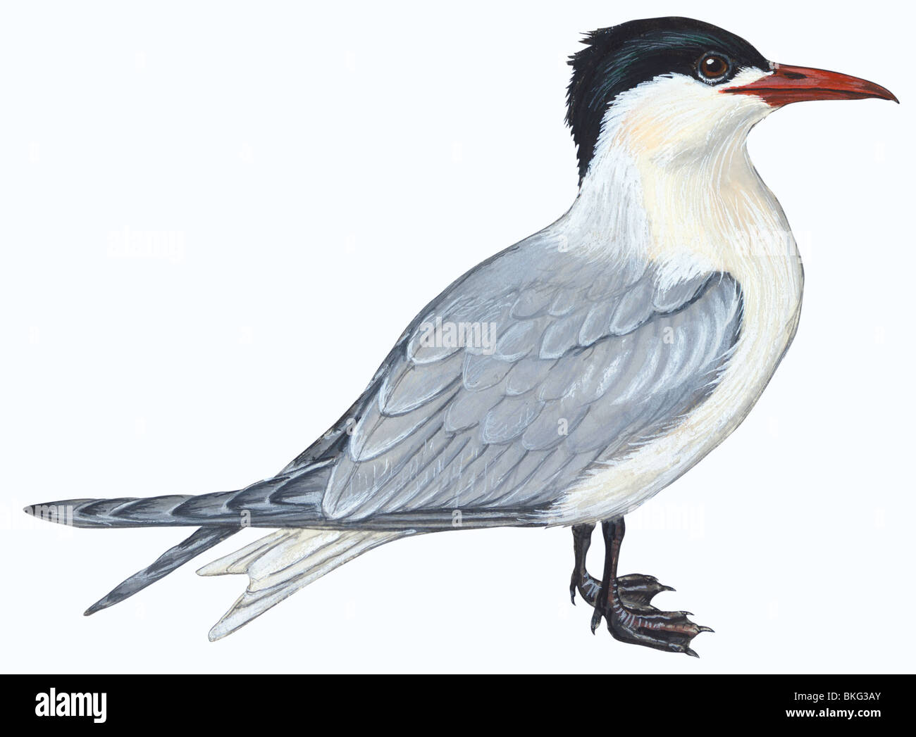 Tern painting hi-res stock photography and images - Alamy