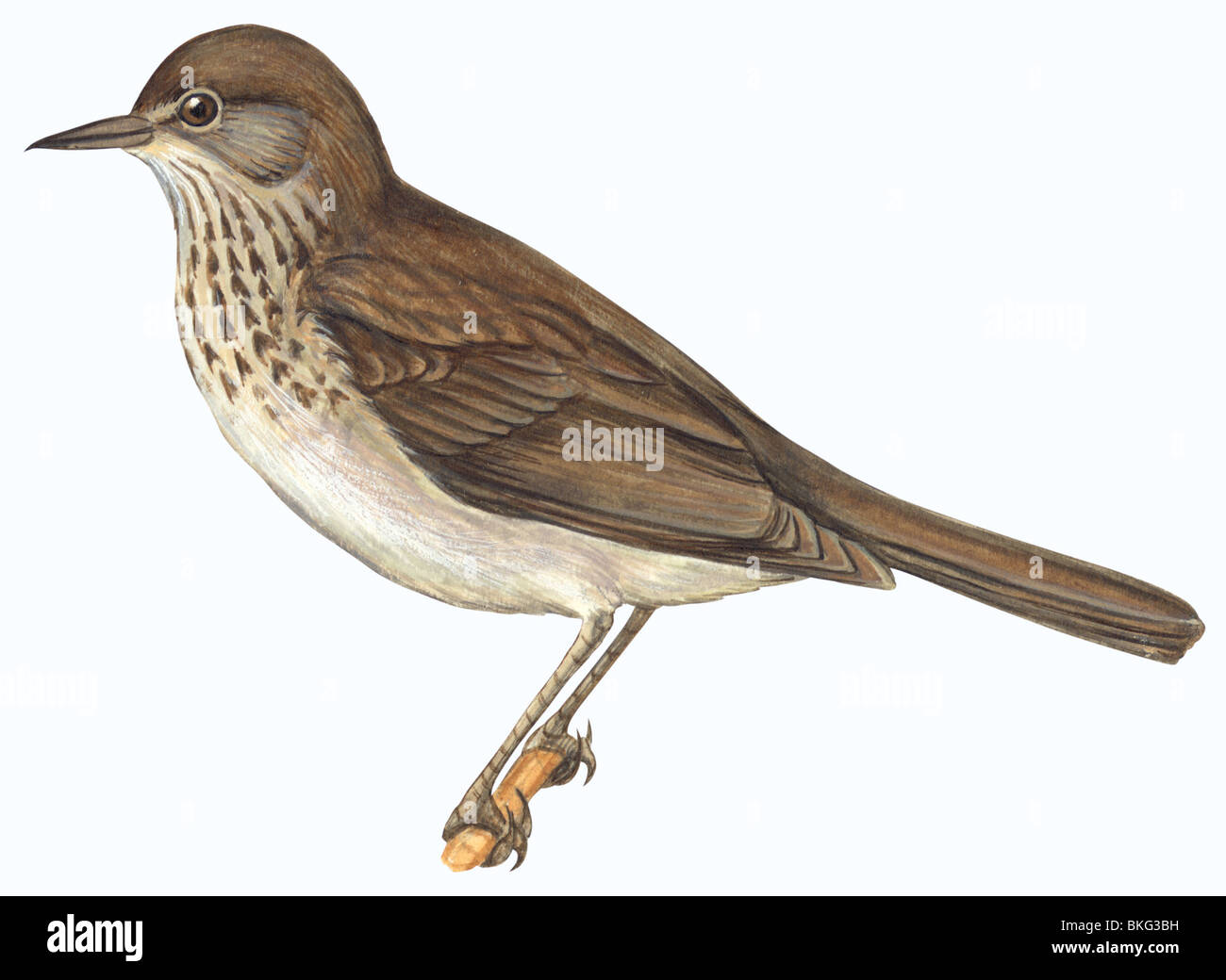 Gray cheeked thrush catharus minimus hi-res stock photography and ...