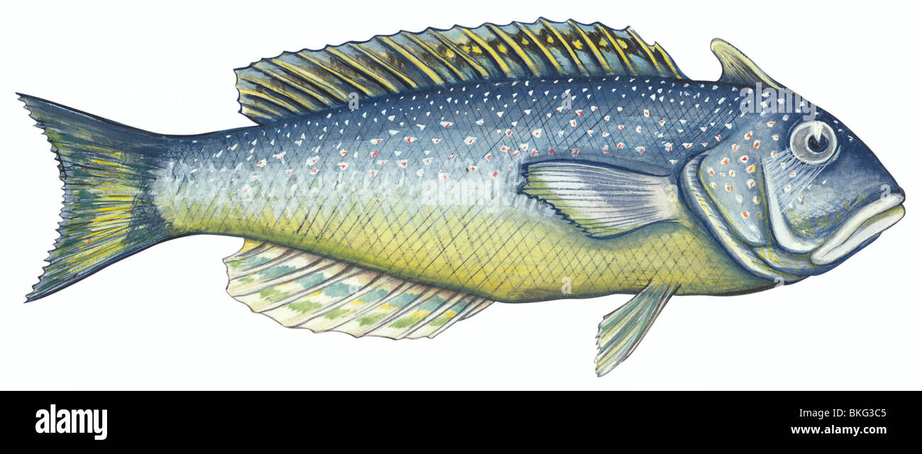 Tilefish High Resolution Stock Photography and Images - Alamy