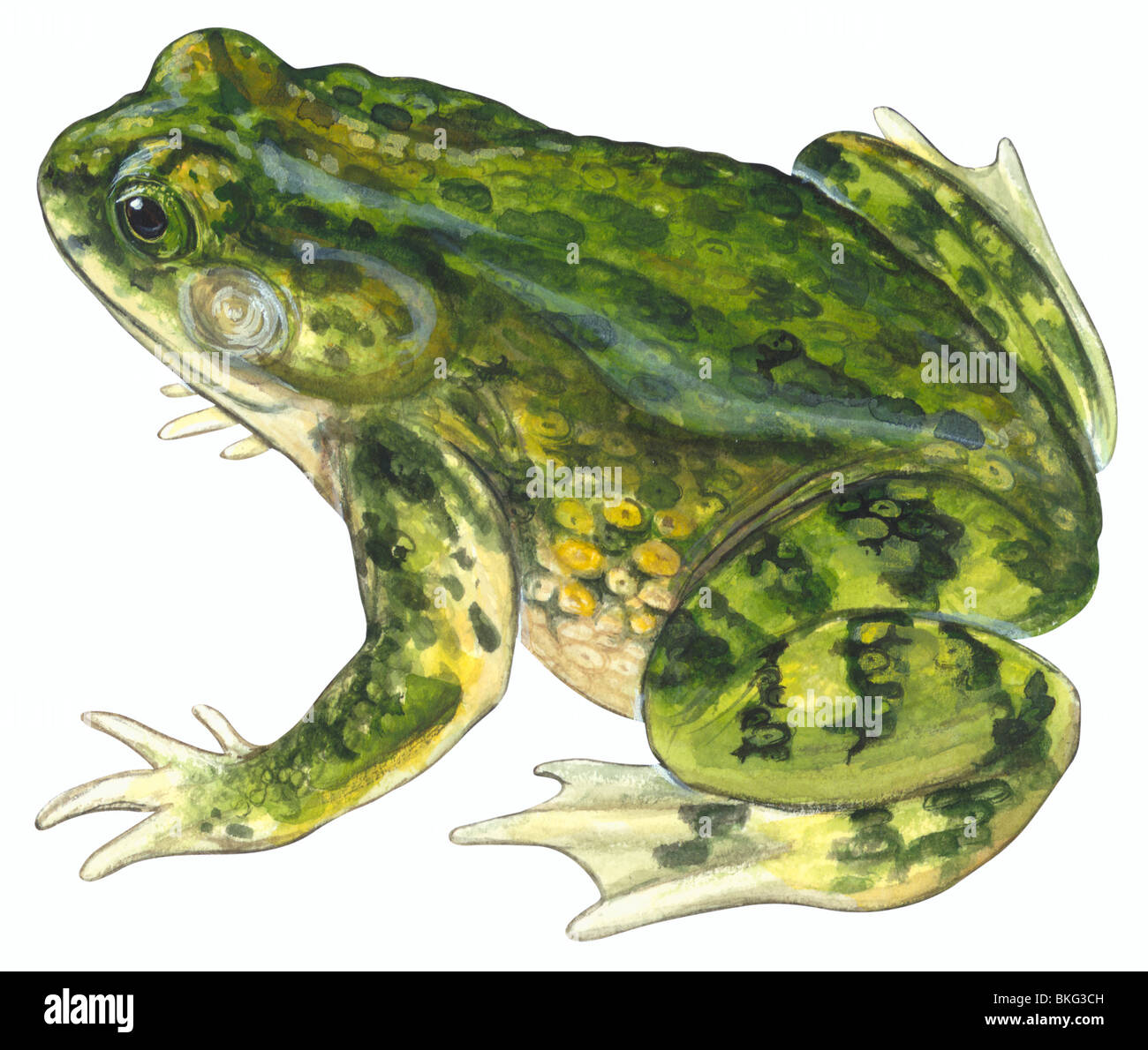 Toad illustrations hi-res stock photography and images - Alamy