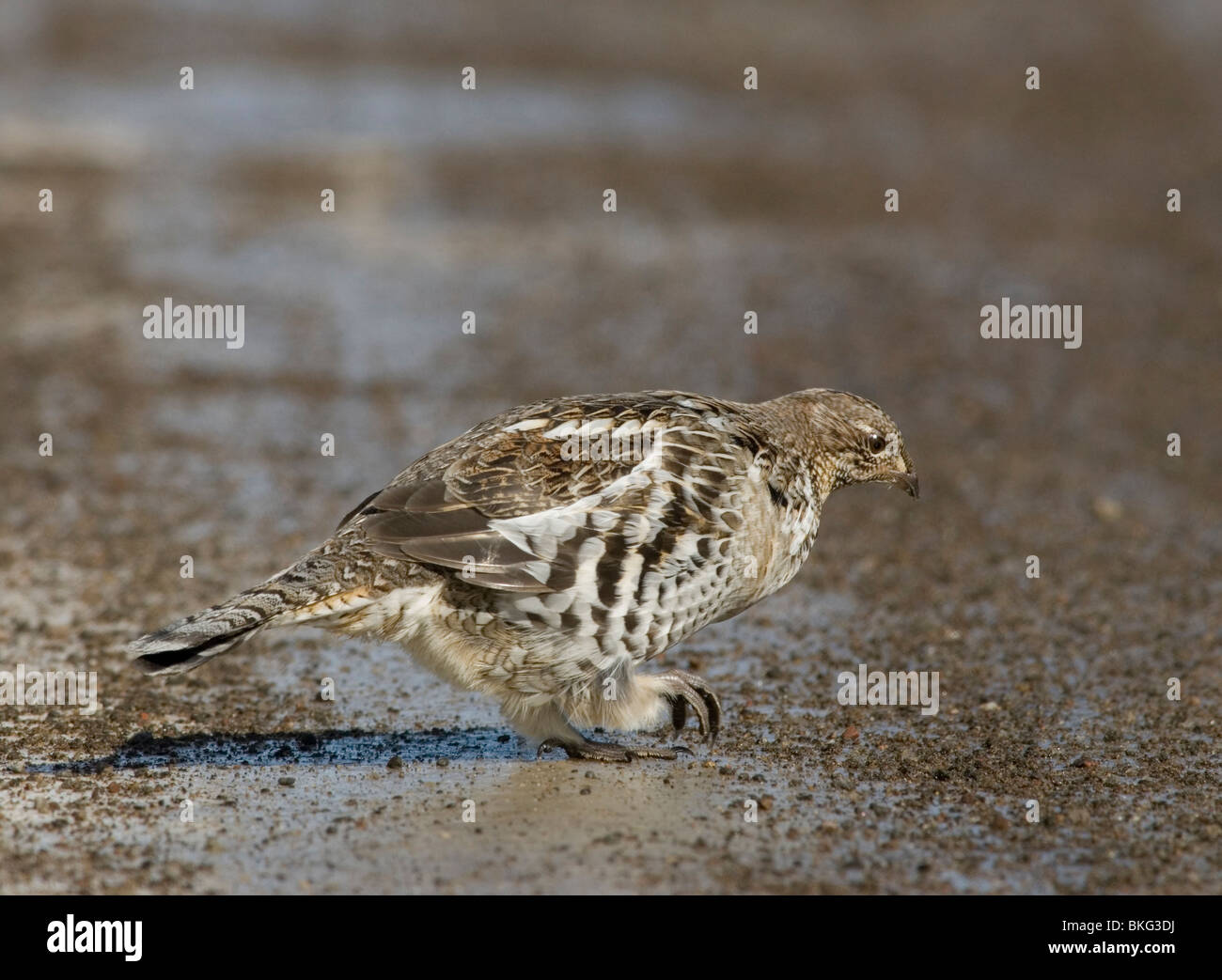 A Ruffed Grouse on the road to eat rocks Stock Photo - Alamy