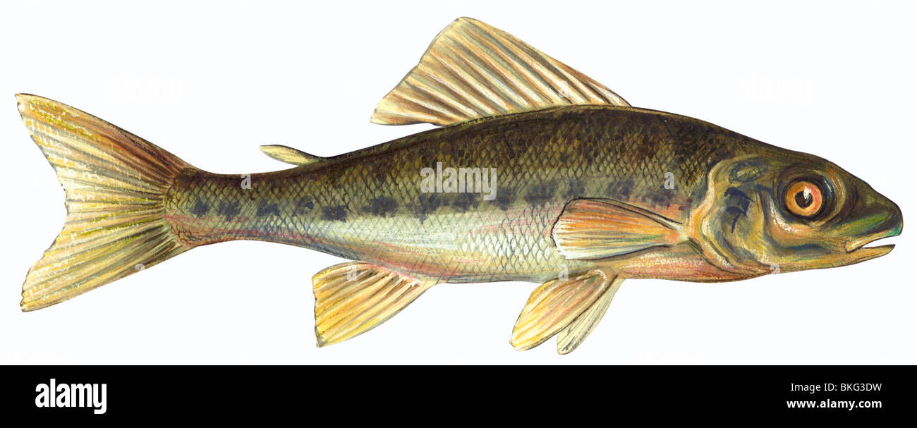 Ichthyological ichthyology hi-res stock photography and images - Alamy