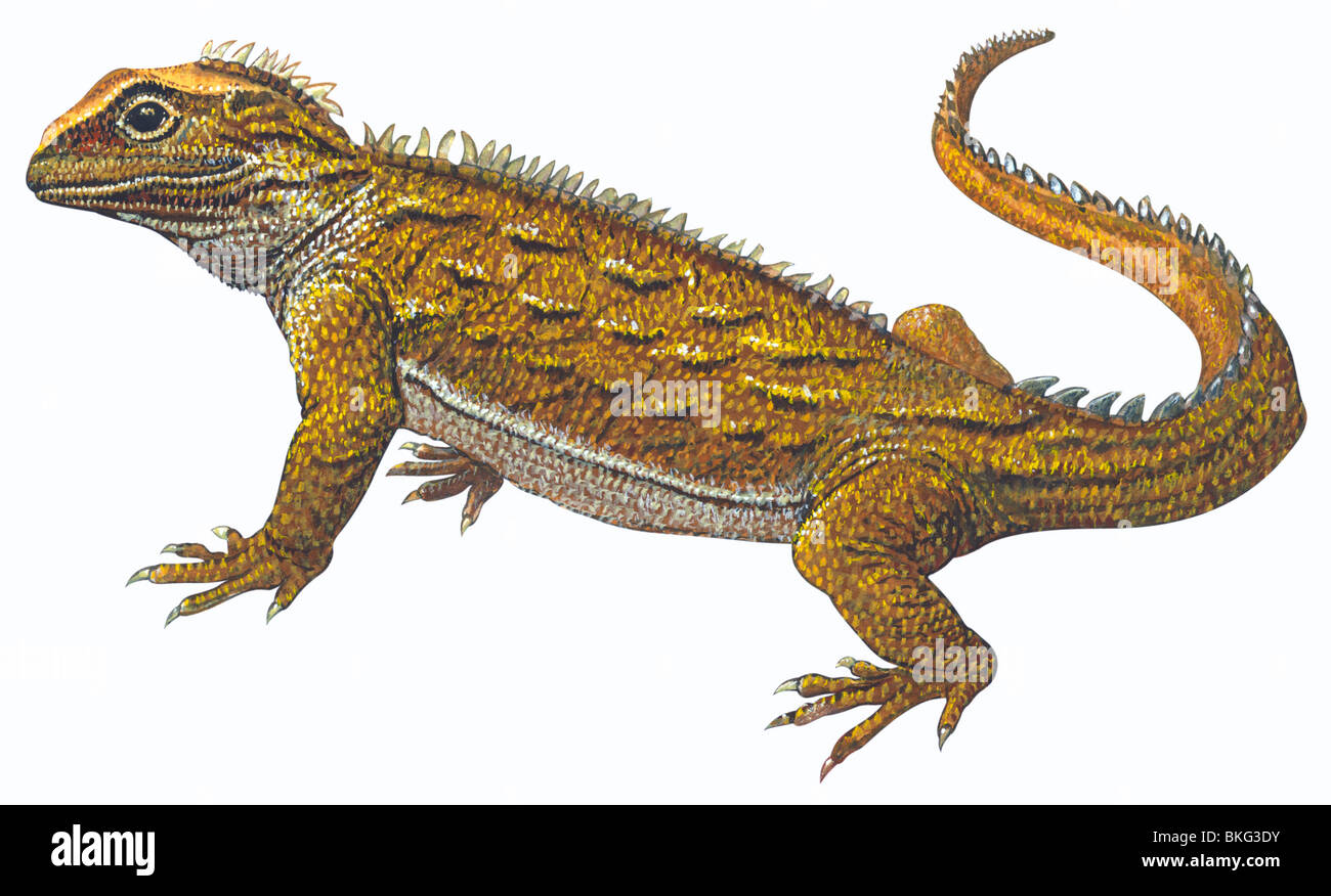 Sphenodontia hi-res stock photography and images - Alamy