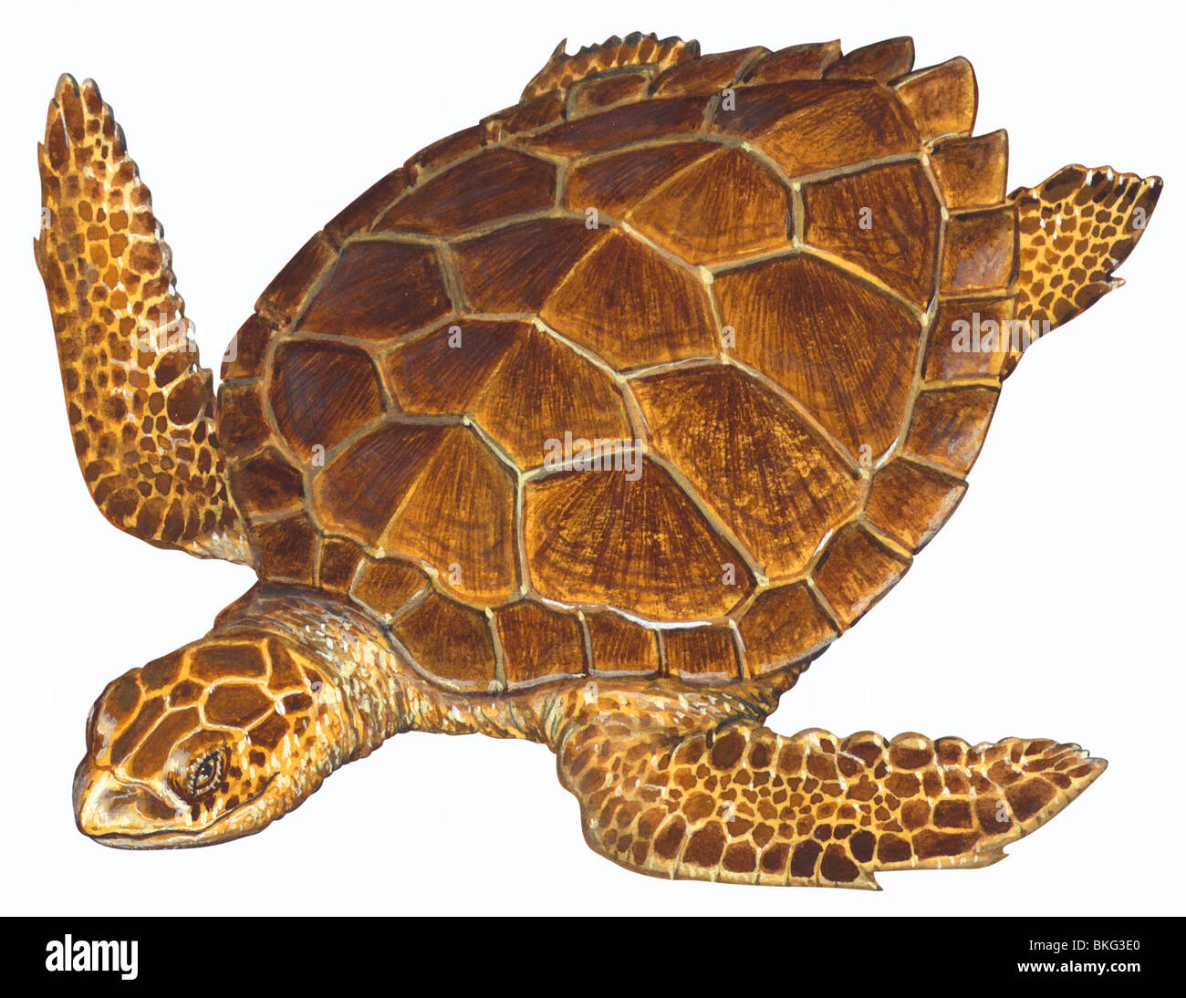 Sea turtles australia hi-res stock photography and images - Alamy