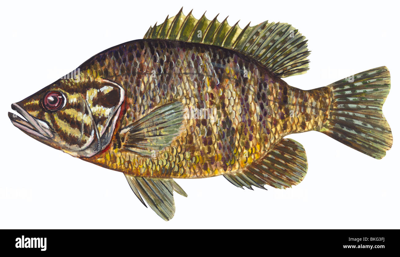 Acanthopterygii hi-res stock photography and images - Alamy