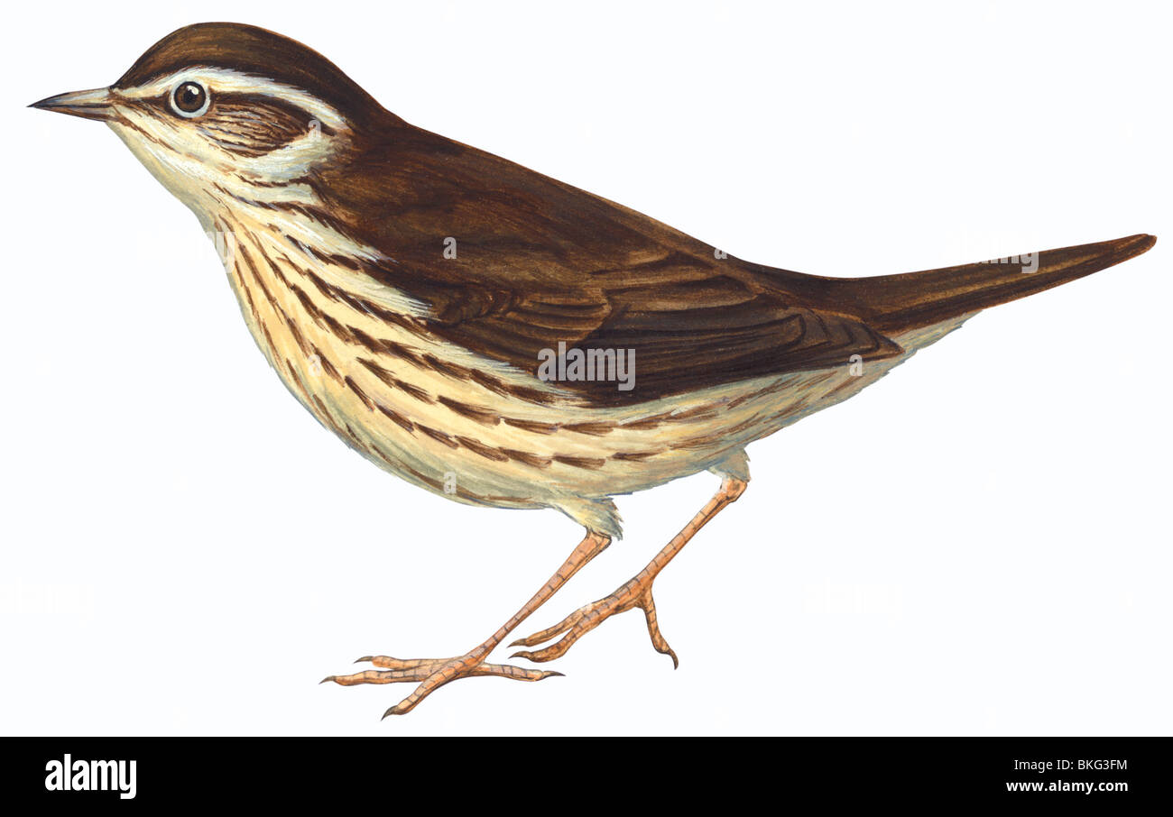 Northern animals Cut Out Stock Images & Pictures - Alamy