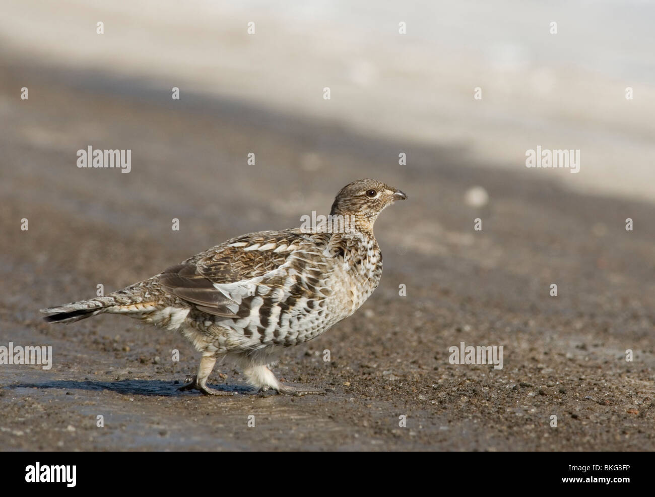 A Ruffed Grouse on the road to eat rocks Stock Photo - Alamy