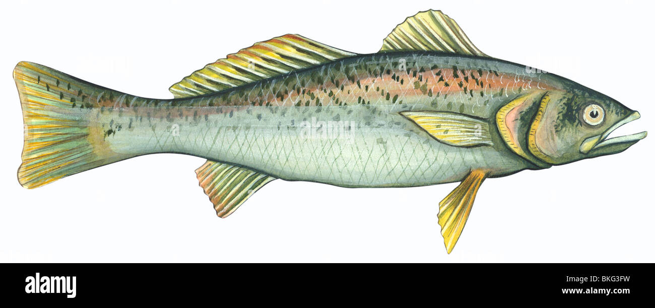 Weakfish hi-res stock photography and images - Alamy
