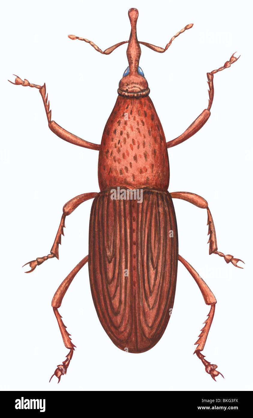 Sitophilus granarius hi-res stock photography and images - Alamy