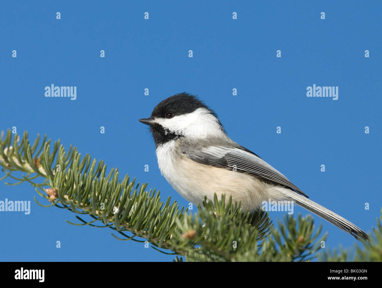 A Black-capped Chickadee in a tree Stock Photo - Alamy