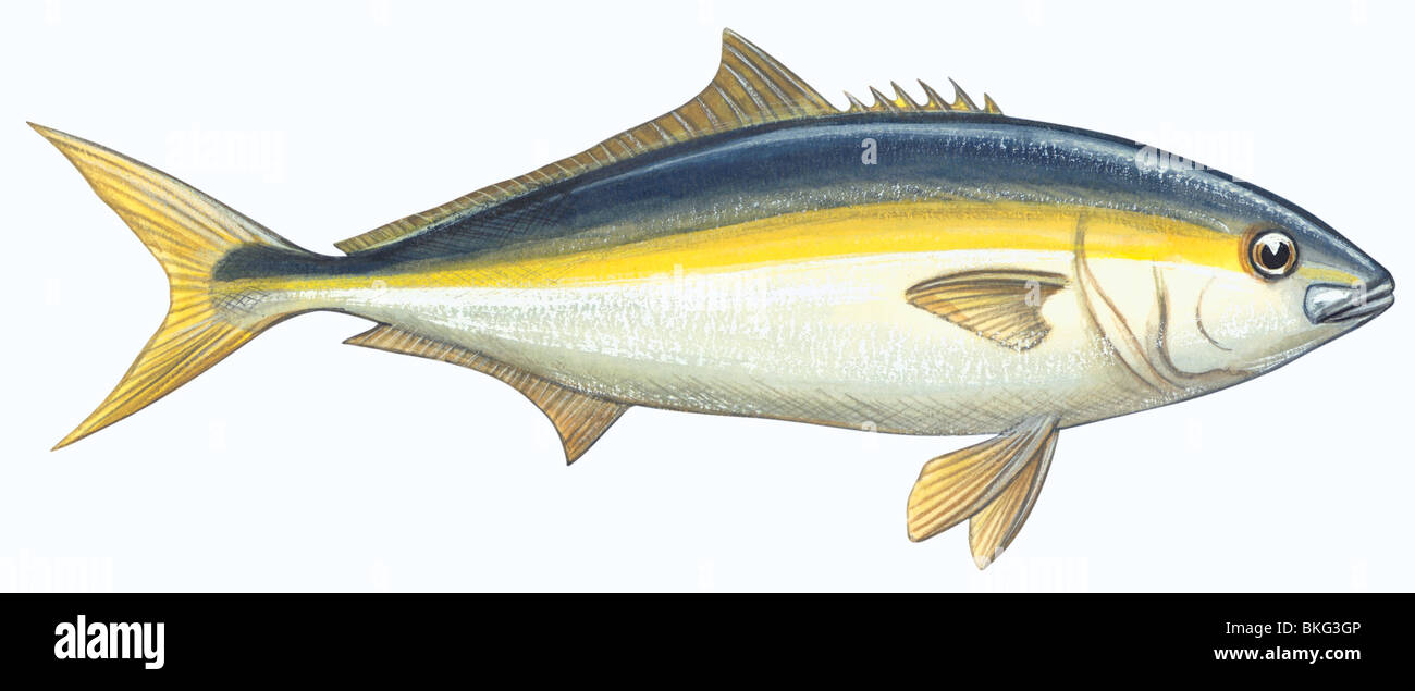 Medregal rabo amarillo hi-res stock photography and images - Alamy