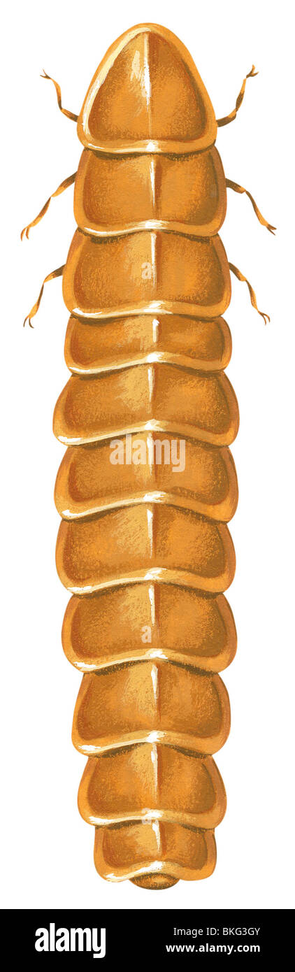 Firefly insects hi-res stock photography and images - Alamy