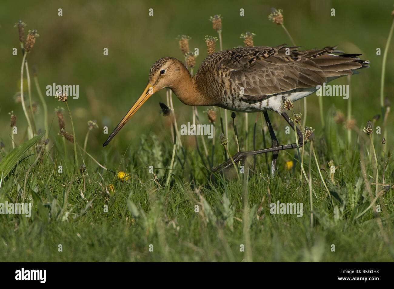 Summerplumage High Resolution Stock Photography and Images - Alamy
