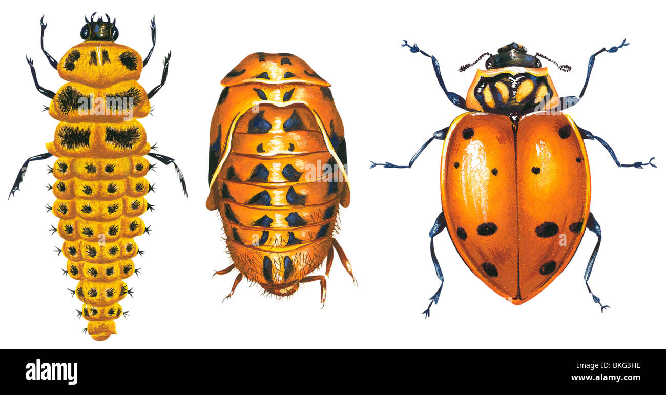 Polyphaga beetles Cut Out Stock Images & Pictures - Alamy