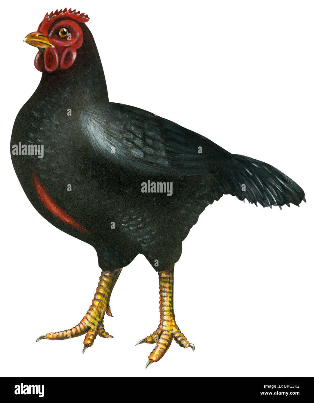 Cornish bird Cut Out Stock Images & Pictures - Alamy