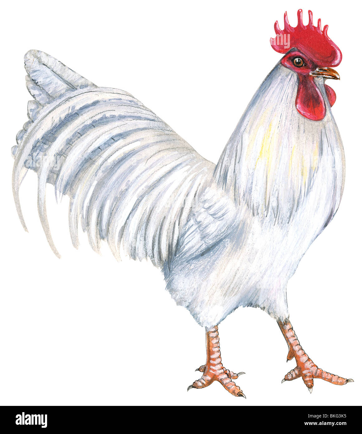 White Leghorn rooster Stock Photo - Alamy