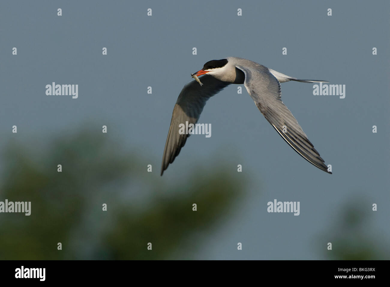 Common tern diving hi-res stock photography and images - Alamy