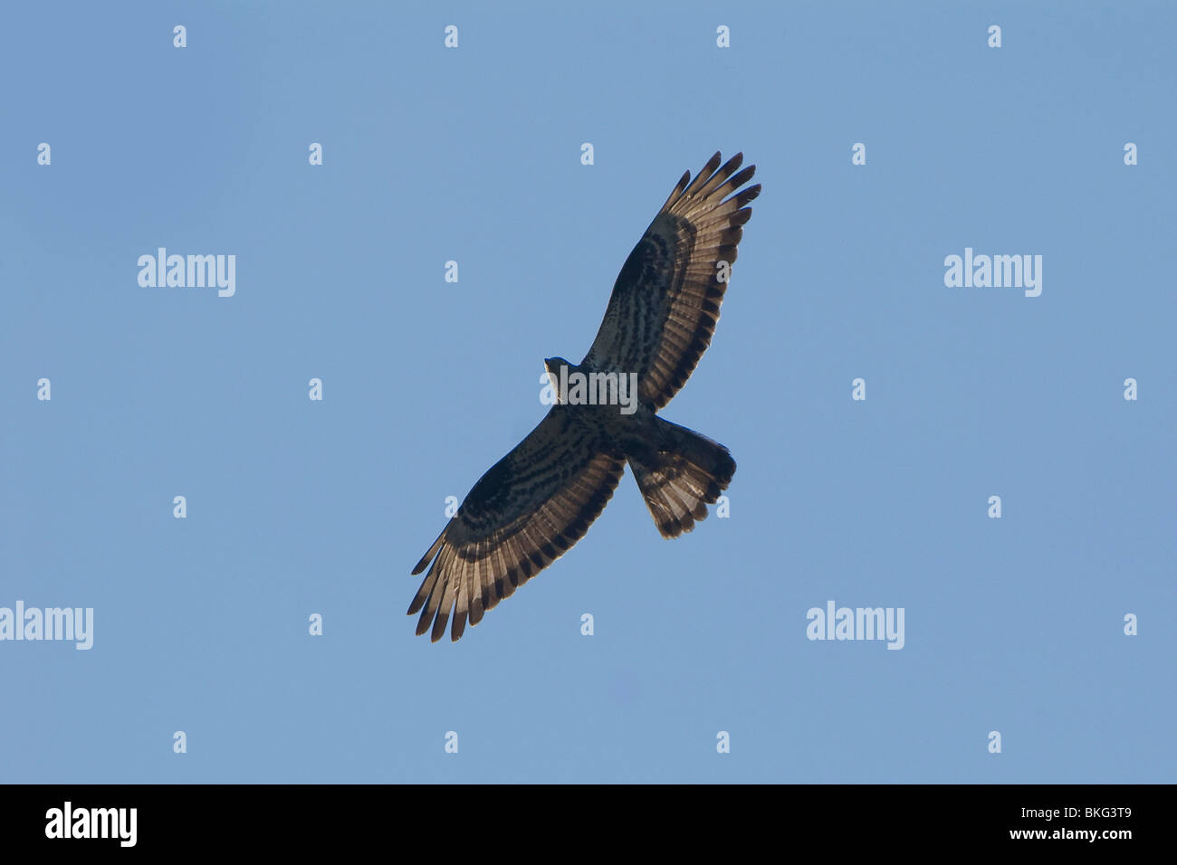 Honey buzzard wasp hi-res stock photography and images - Alamy