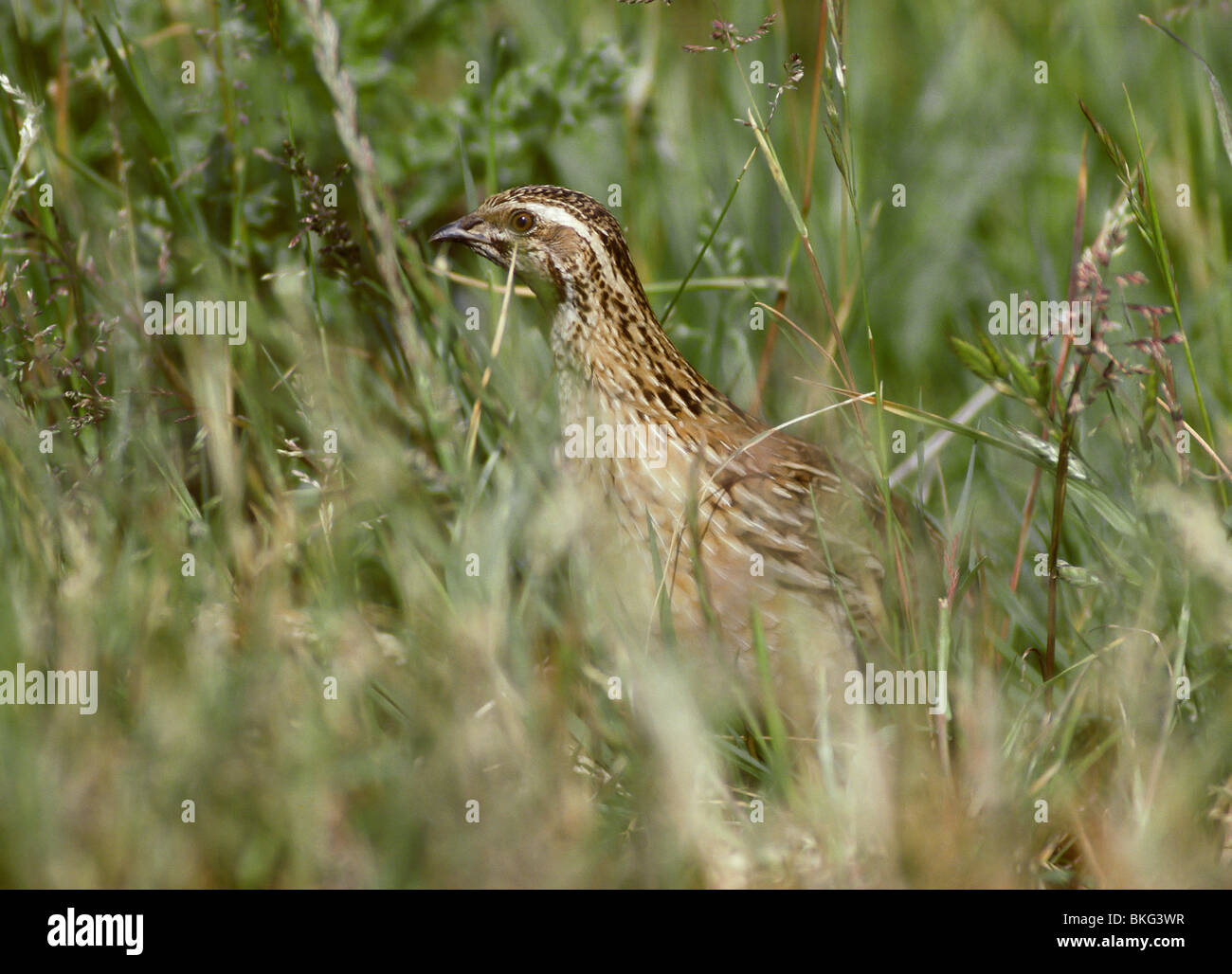 Kwartel hi-res stock photography and images - Alamy