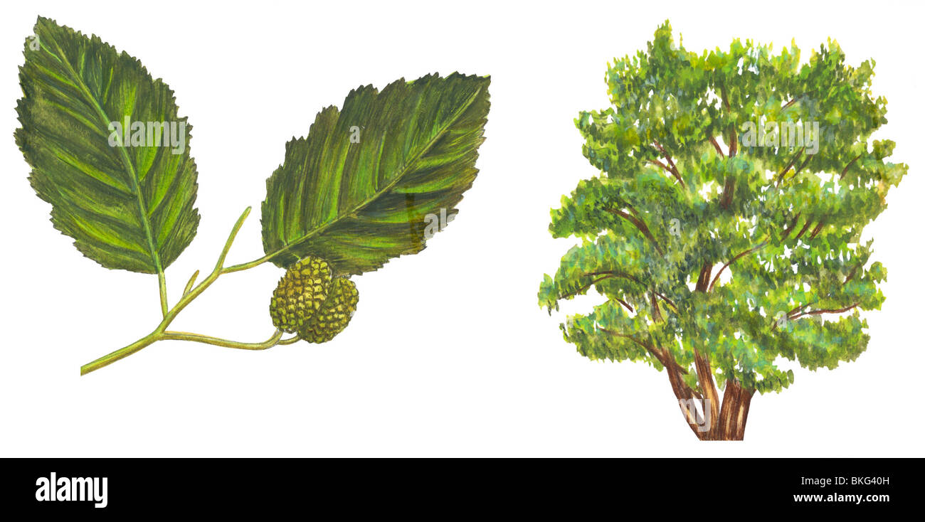 Red Alder tree Stock Photo - Alamy