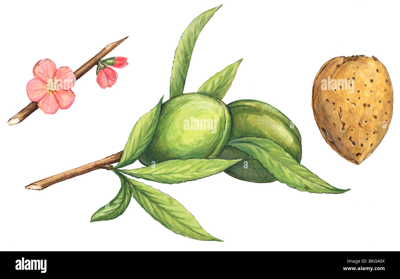 Prunus amygdalus seed almond tree hi-res stock photography and images ...