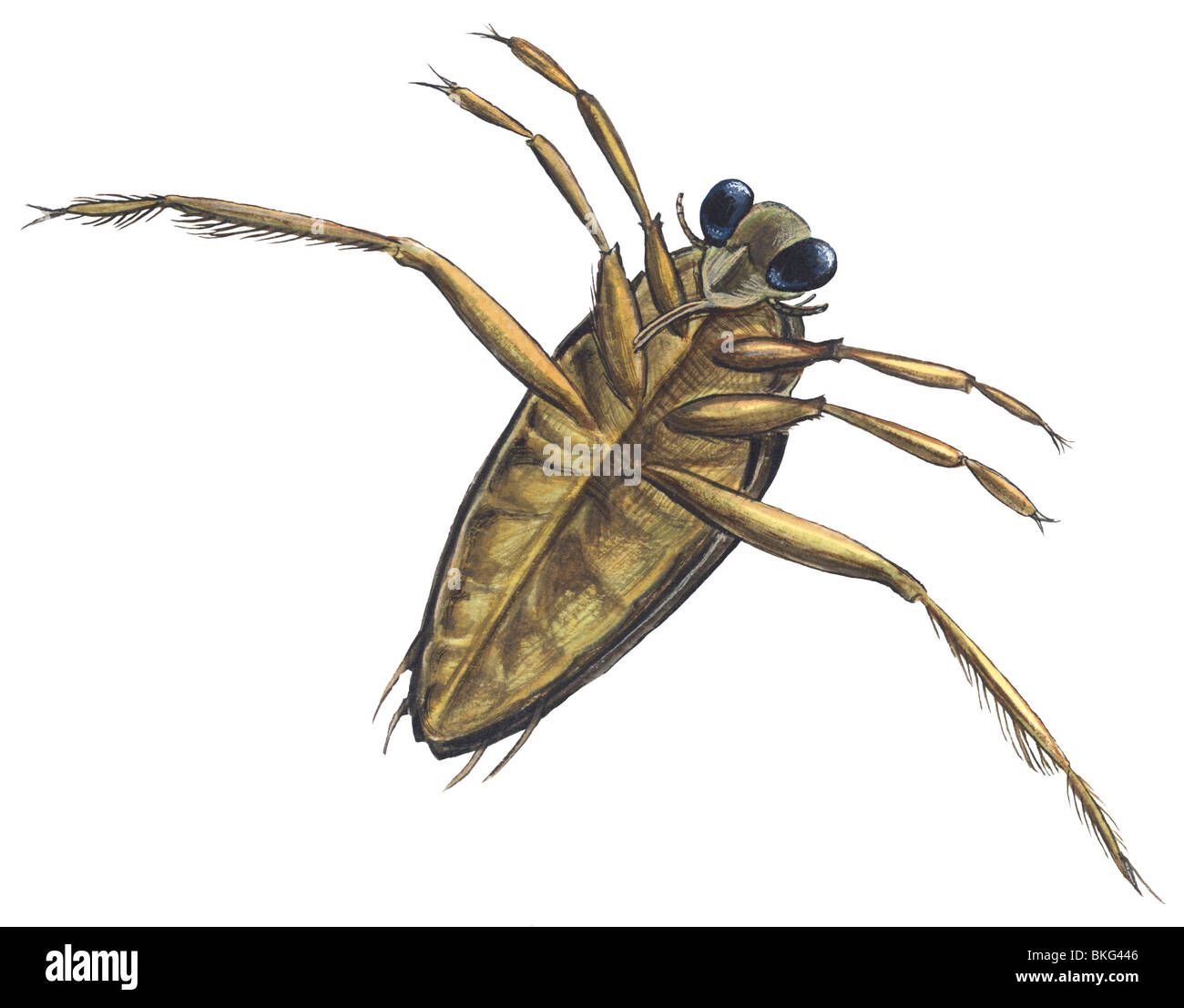 Backswimmer hemiptera notonectidae Cut Out Stock Images & Pictures - Alamy