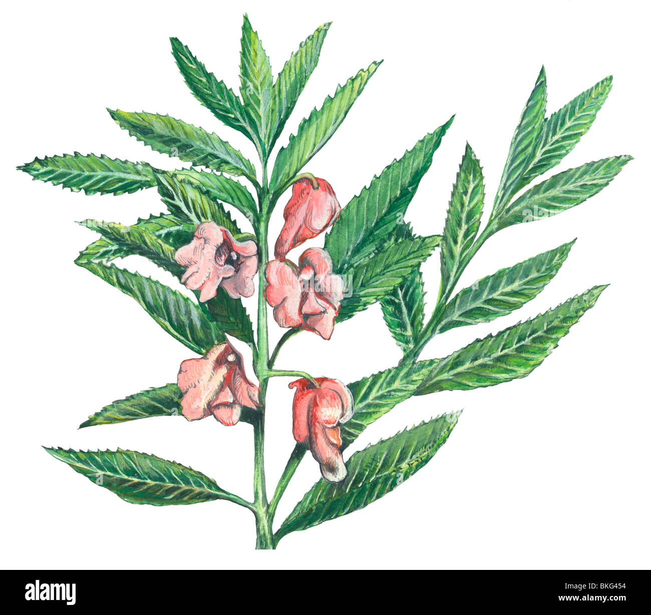 Plant illustrations garden hi-res stock photography and images - Alamy