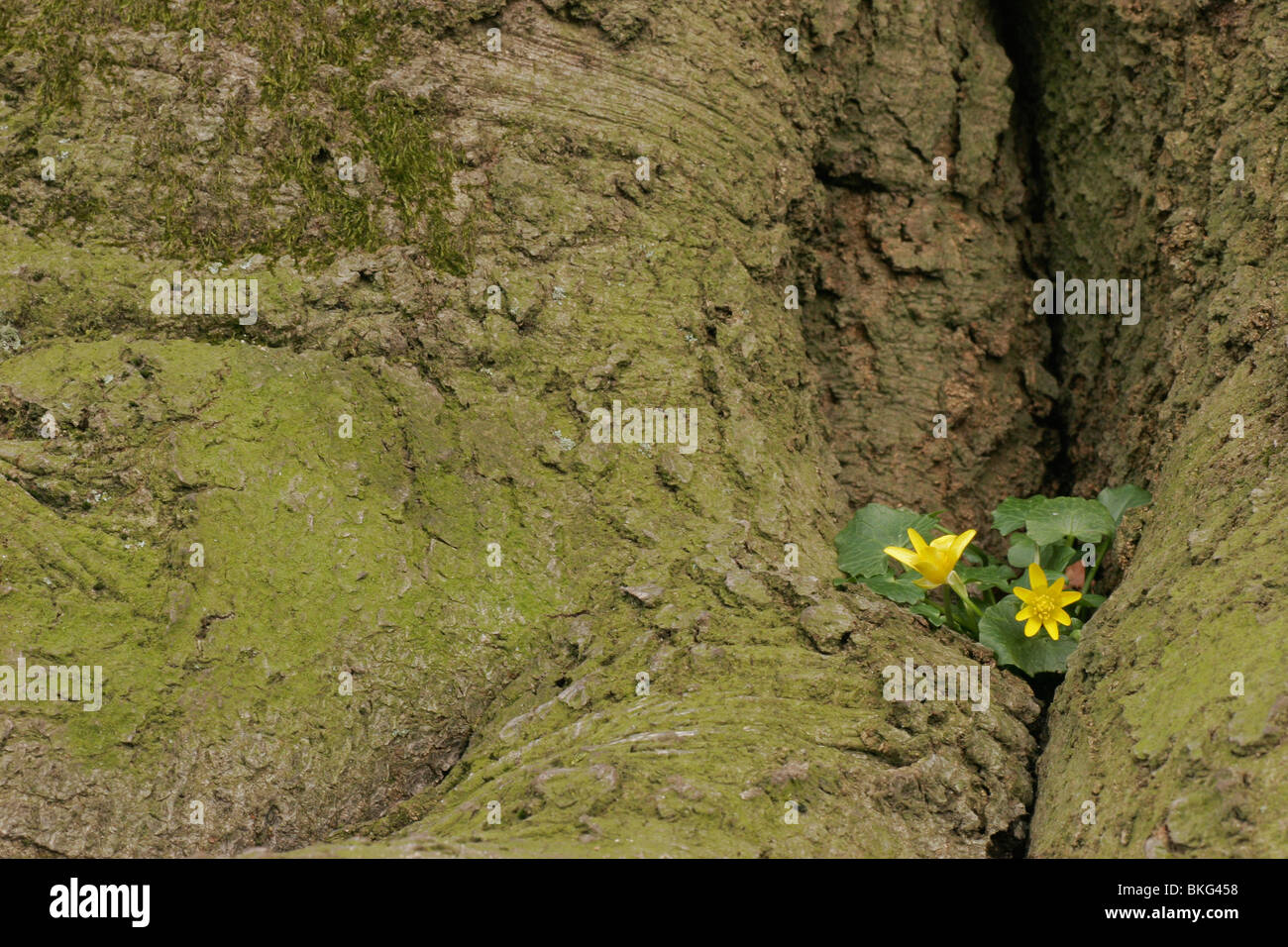 Two tree roots hi-res stock photography and images - Alamy