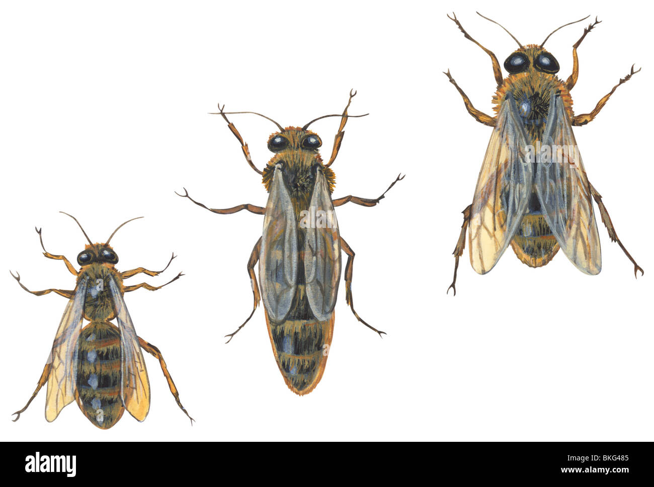 Castes Of Insects High Resolution Stock Photography and Images - Alamy