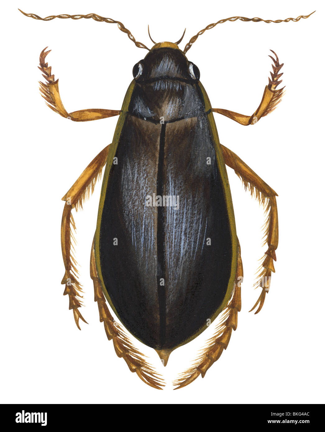 Predaceous diving beetle hi-res stock photography and images - Alamy