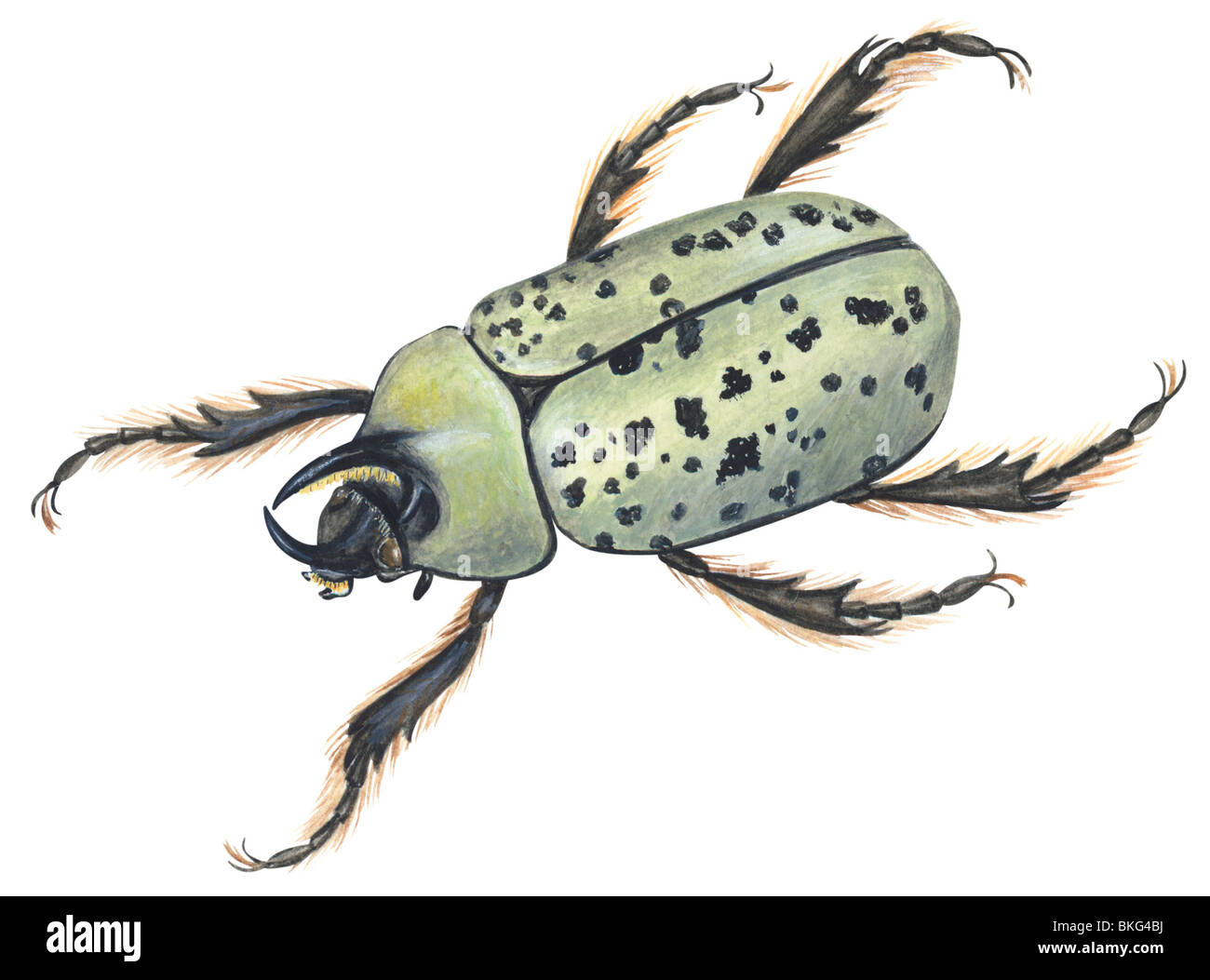 Rhinoceros pattern Cut Out Stock Images & Pictures - Alamy