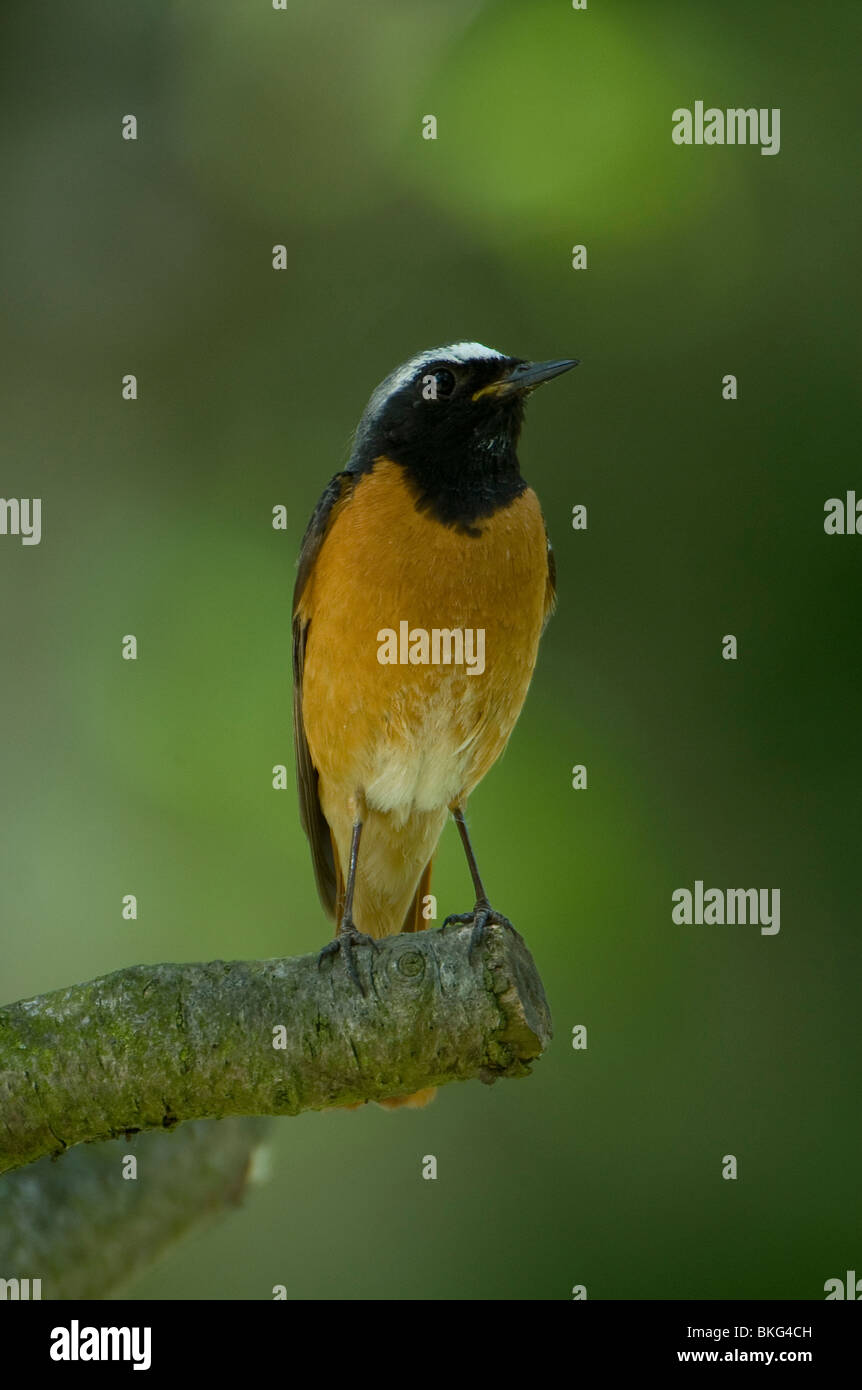 Male Common Redstart sitting on an branch Stock Photo - Alamy