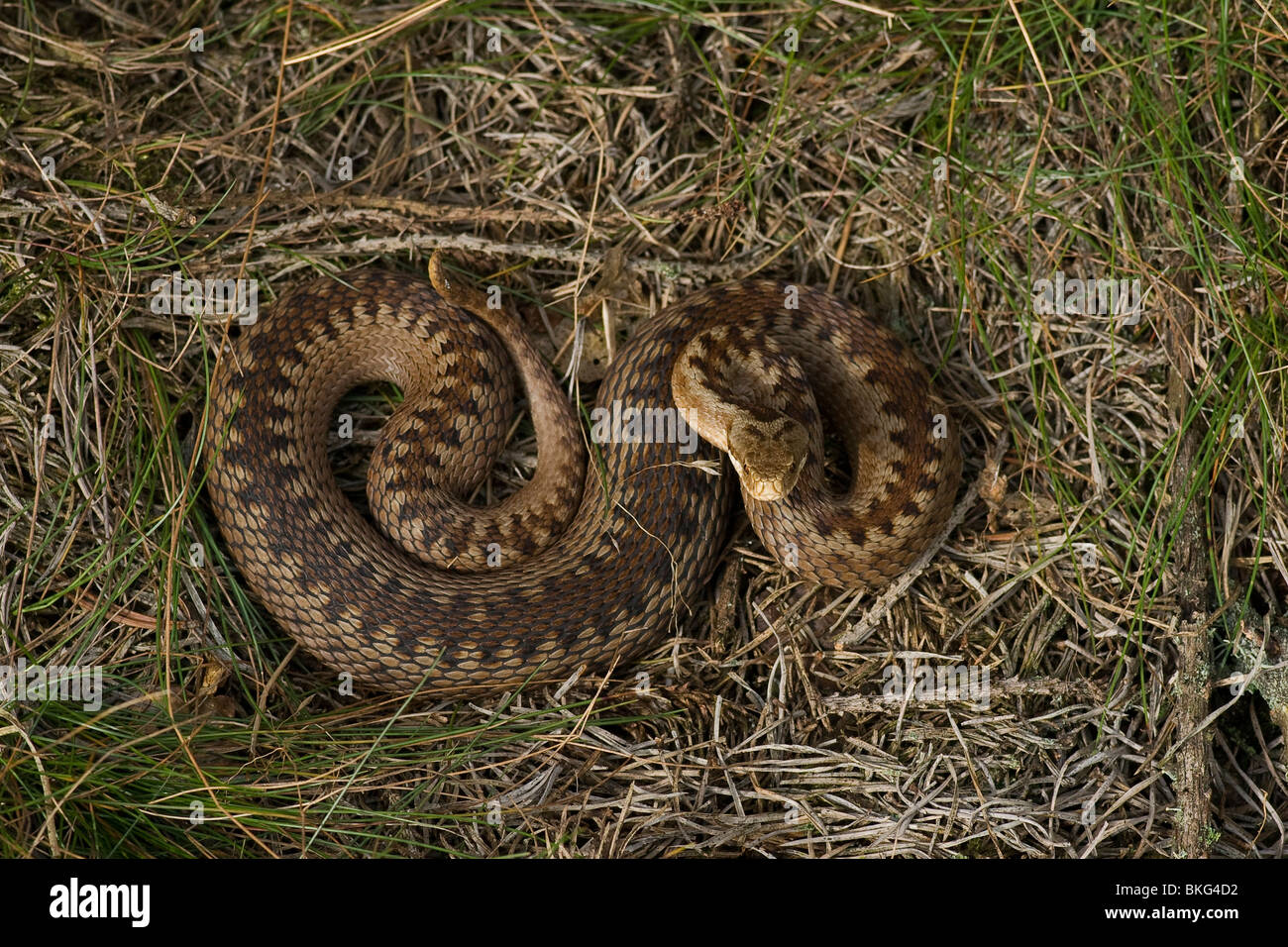 Common grass snake hi-res stock photography and images - Alamy