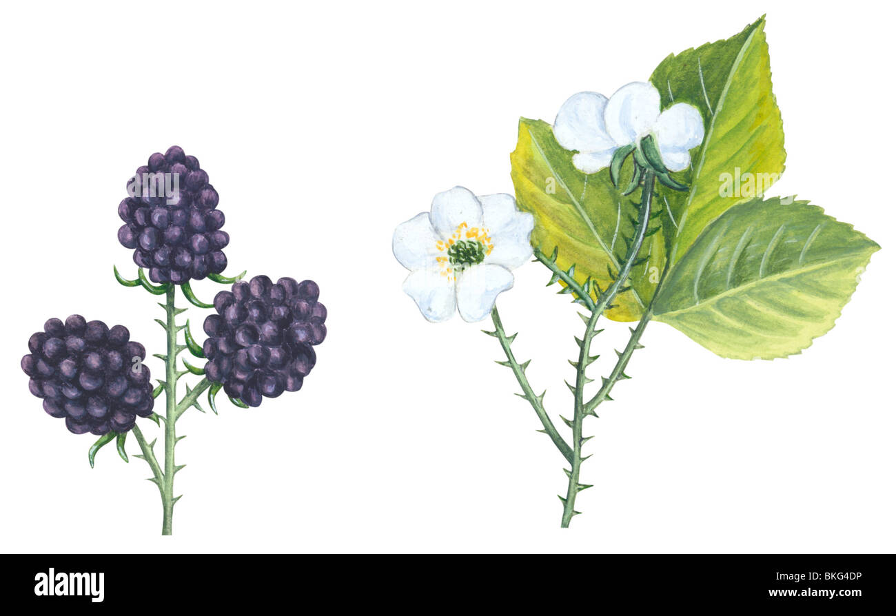 Botanical blackberry illustration hi-res stock photography and images ...