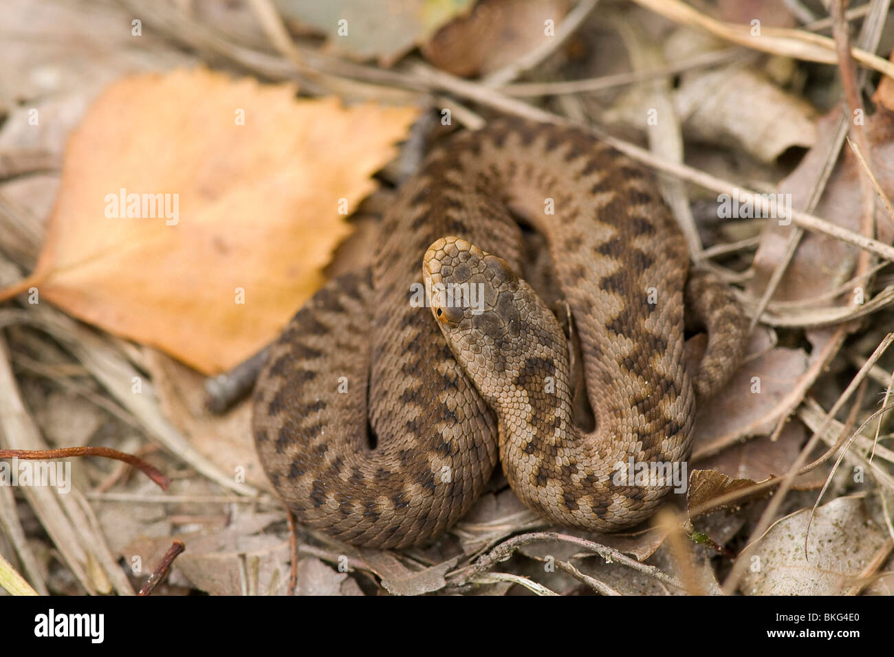 Juvenile adder vipera berus hi-res stock photography and images - Alamy