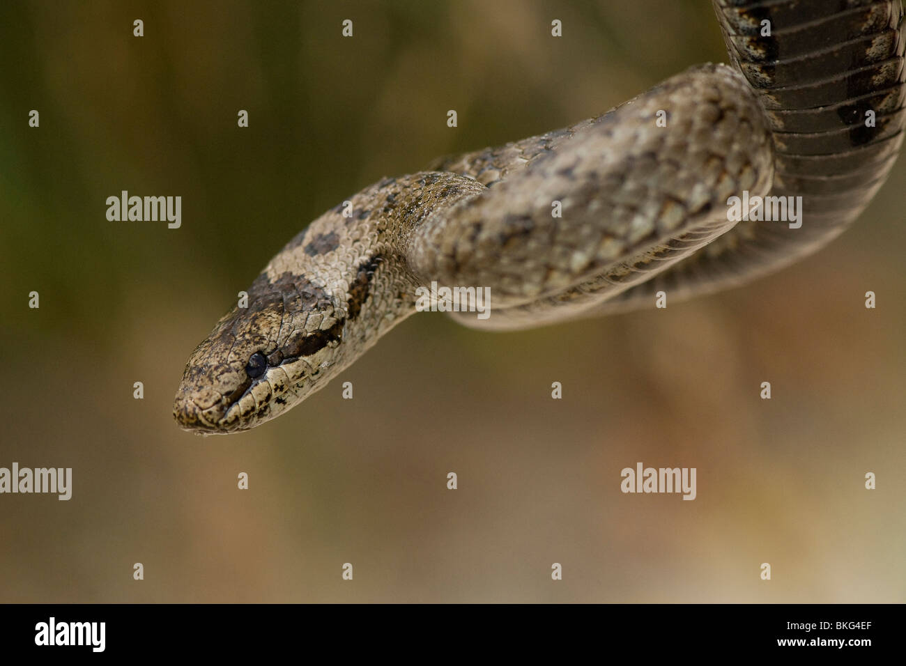 Smooth Snake creeping down Stock Photo - Alamy