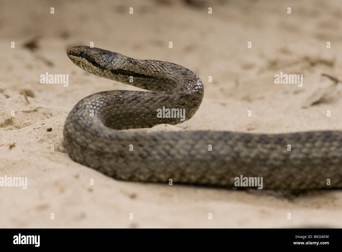 Smooth snake crossing a sandpath Stock Photo - Alamy
