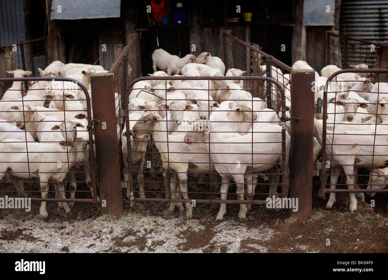 Sheep shearing shed australia hi-res stock photography and images - Alamy