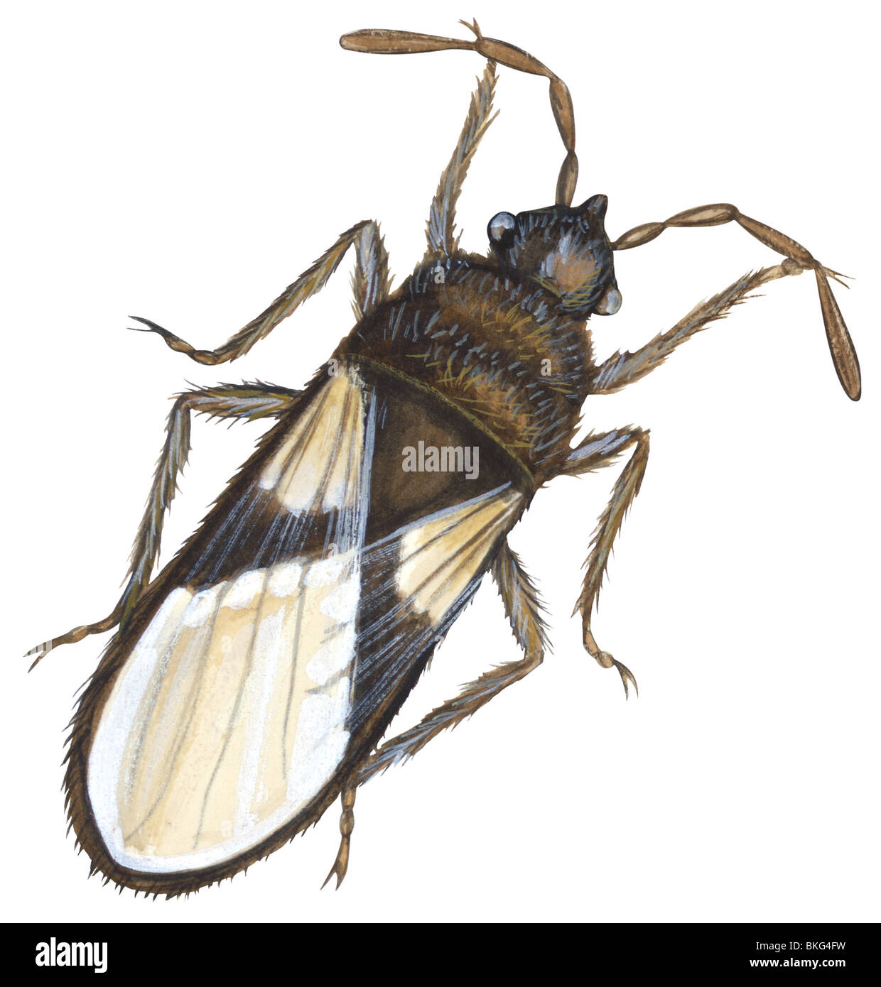 Chinch bugs hi-res stock photography and images - Alamy