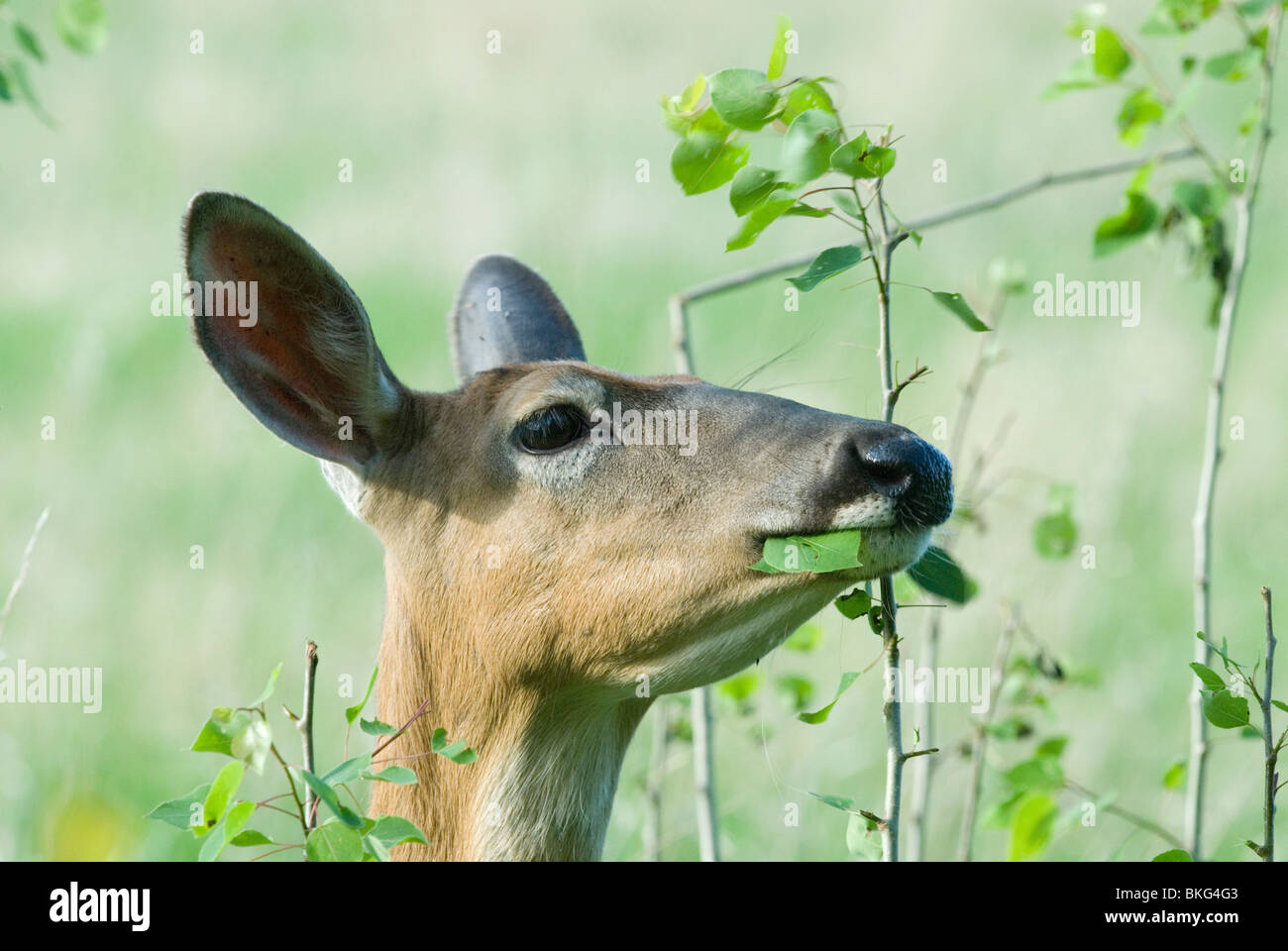 Deer Eating Leaves