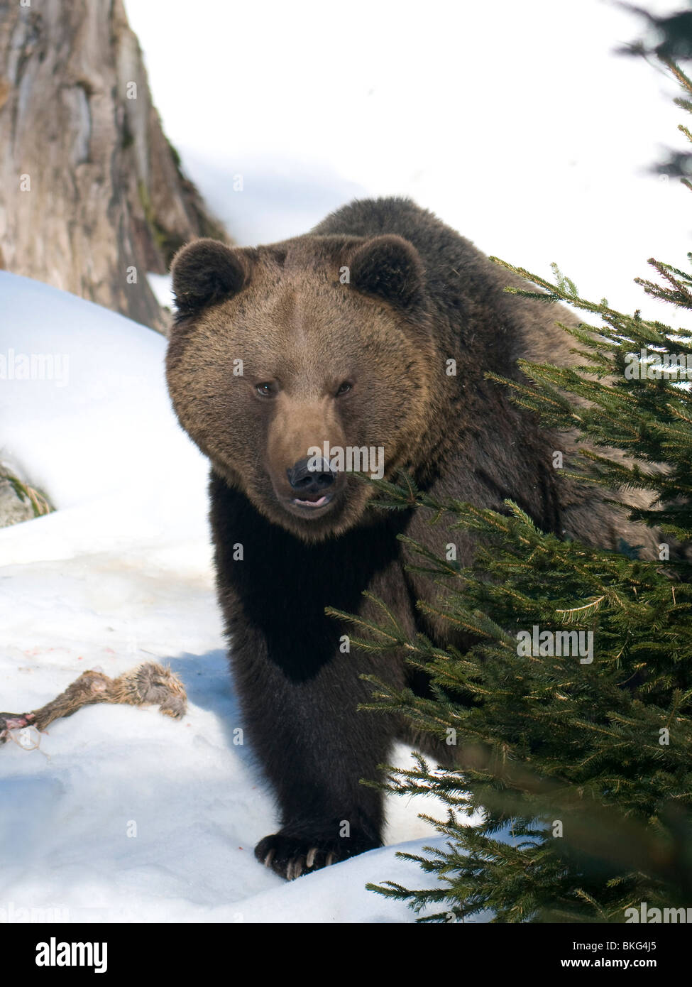 Brown Bear behind a tree in the snow Stock Photo - Alamy