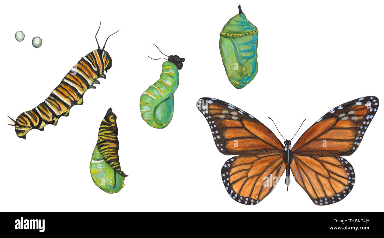 Butterfly stages of development hi-res stock photography and images - Alamy